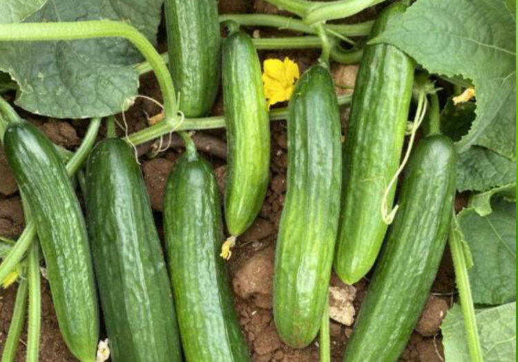 STAR F1 – Apollo Seeds