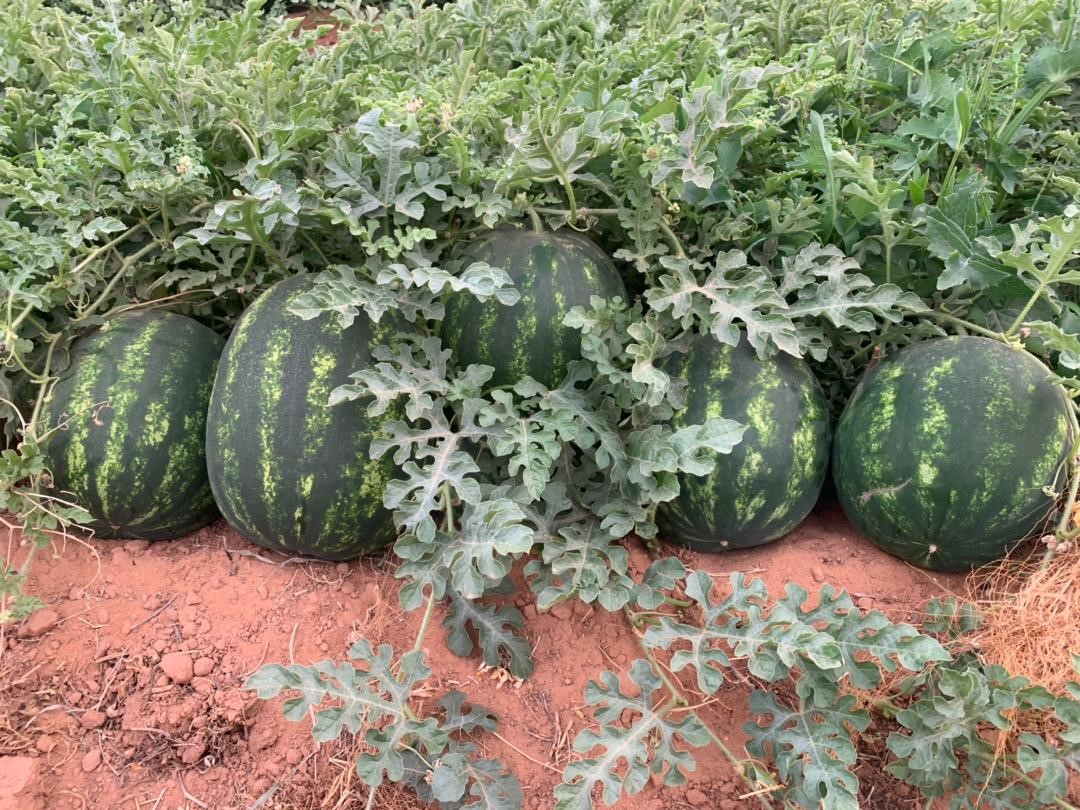 ALEXANDER F1 – Apollo Seeds