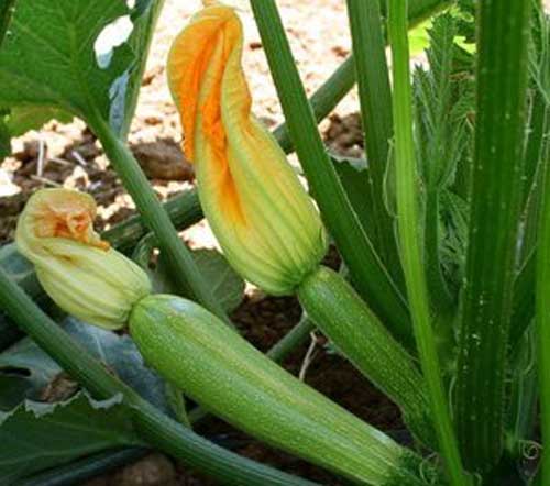 Squash_Bulbous_Cylindrical – Apollo Seeds
