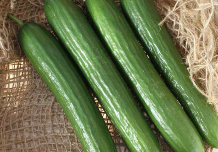 CASPER F1 – Apollo Seeds