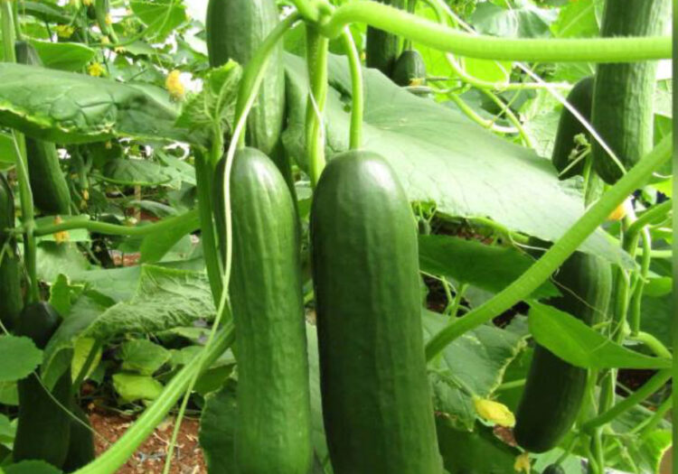 MABRUK F1 – Apollo Seeds