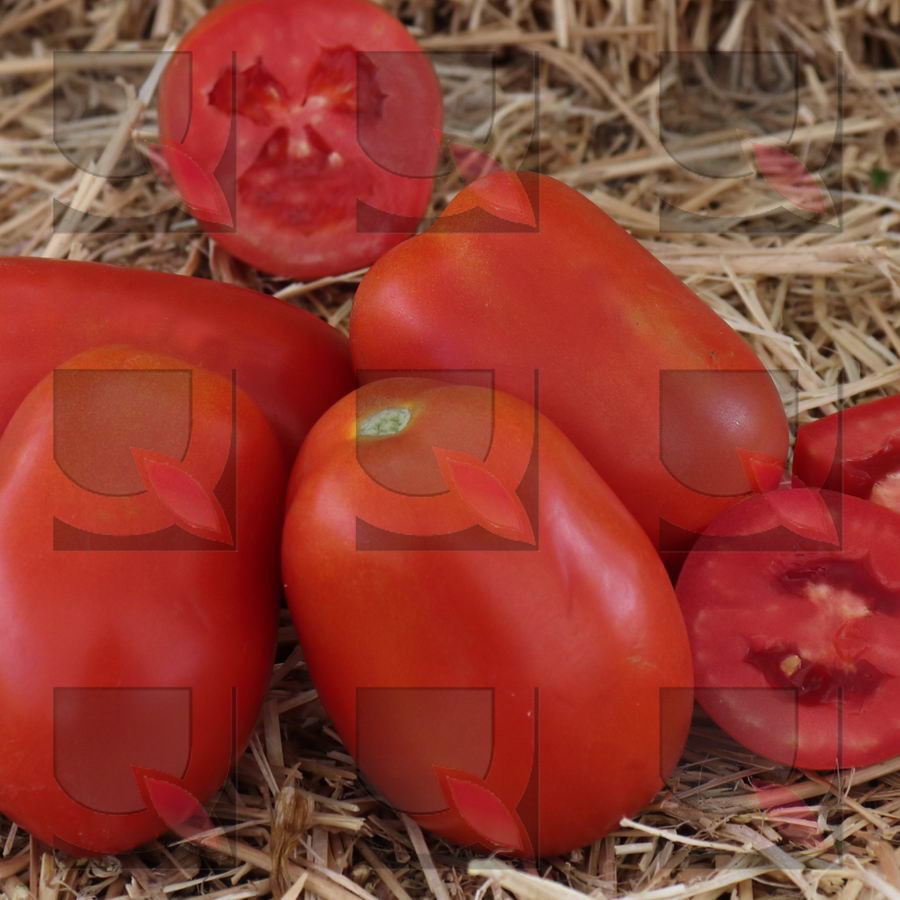 BASMA F1 – Apollo Seeds