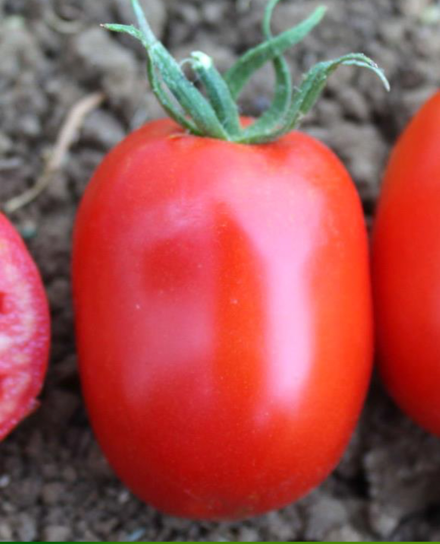 REEM IMPROVED F1 – Apollo Seeds